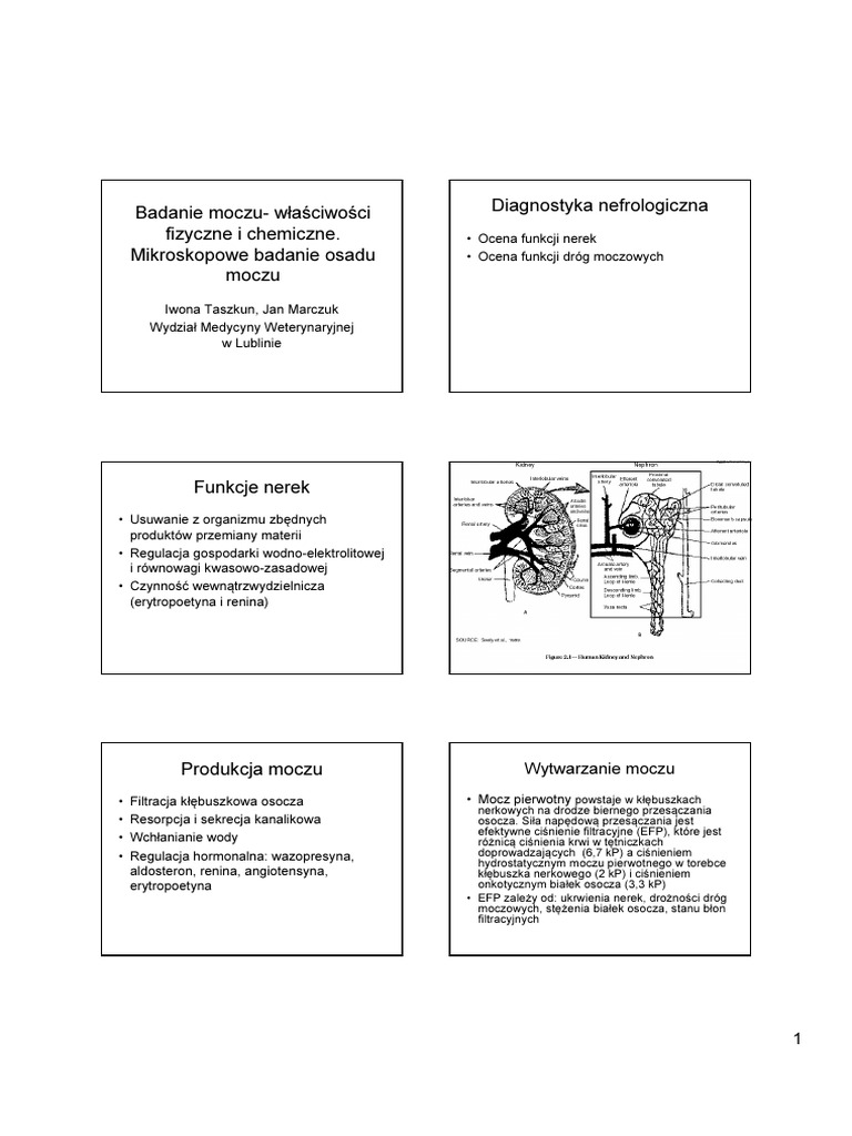 Badanie Moczu - Właściwości Fizyczne I Chemiczne. Mikroskopowe Badanie ...