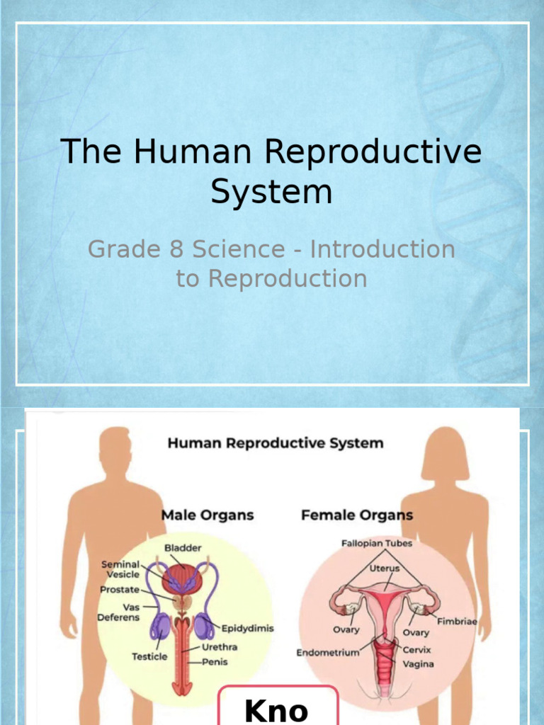 Human Reproductive System Overview | PDF | Reproductive System | Human ...