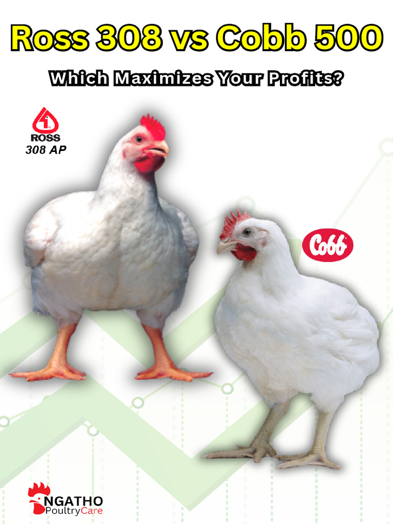 Ross 308 Vs Cobb 500 | PDF | Broiler | Meat