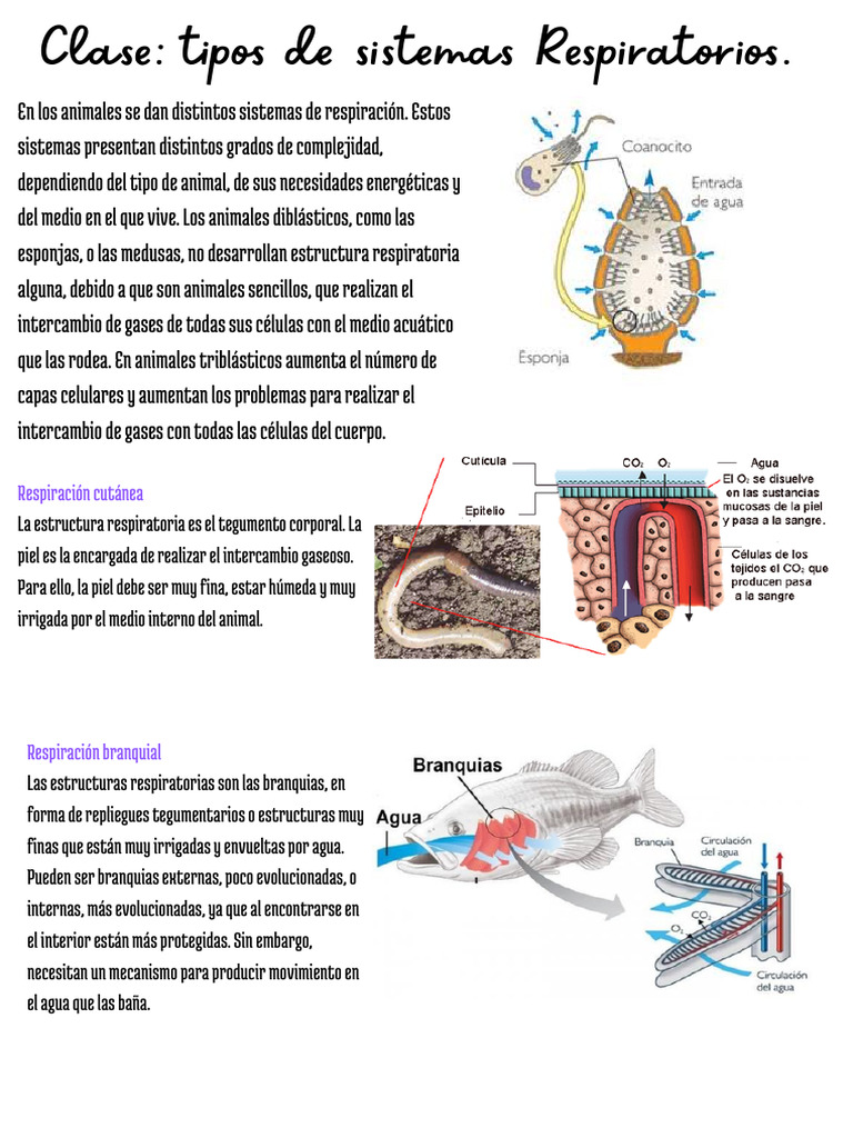 Clase Tipos de Sistemas Respiratorios. | PDF | Branquia | Sistema ...