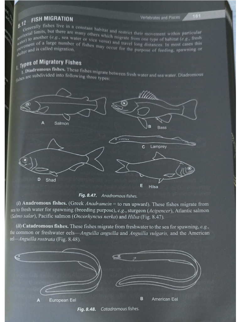Fish Migration | PDF