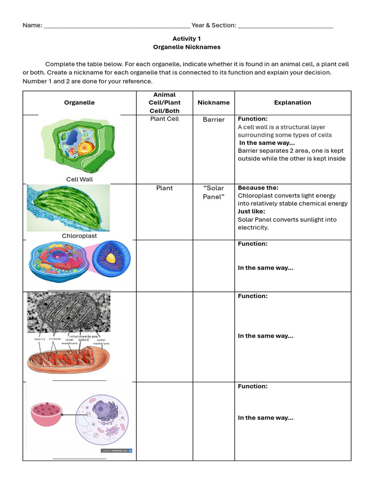 ACTIVITY WORKSHEET Cell Organelle Nickname | PDF | Cell (Biology ...