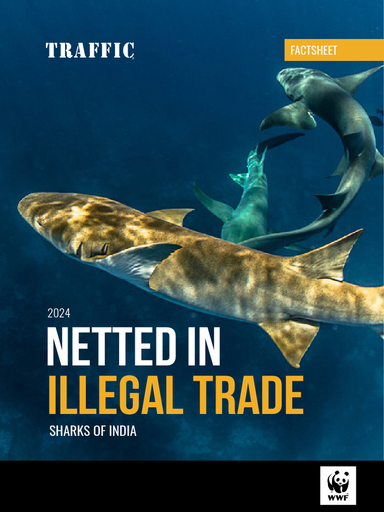 Final Factsheet - Sharks - 2024 Final | PDF | Sharks | Elasmobranchii