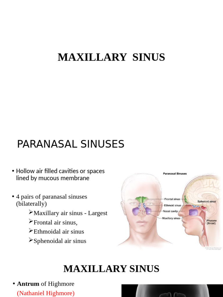 Maxillary Sinus Final | PDF | Human Nose | Epithelium