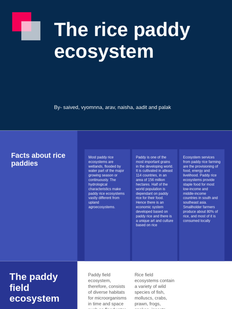 Rice Paddy Ecosystem | PDF | Rice | Paddy Field