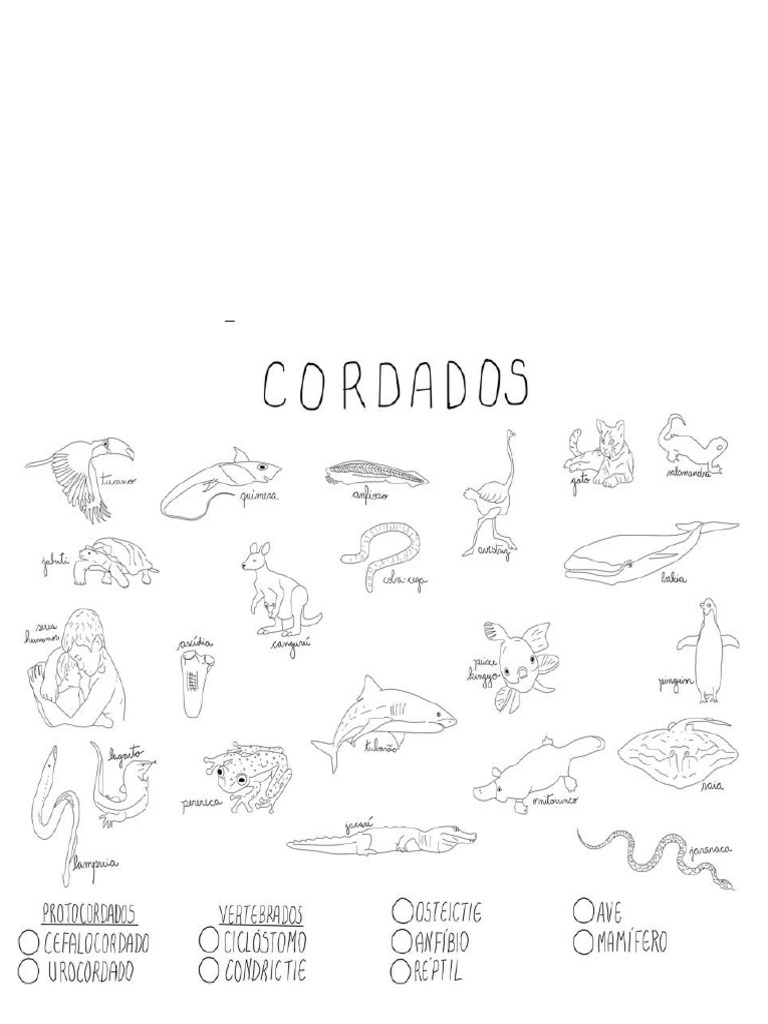 Características dos Cordados e Vertebrados | PDF