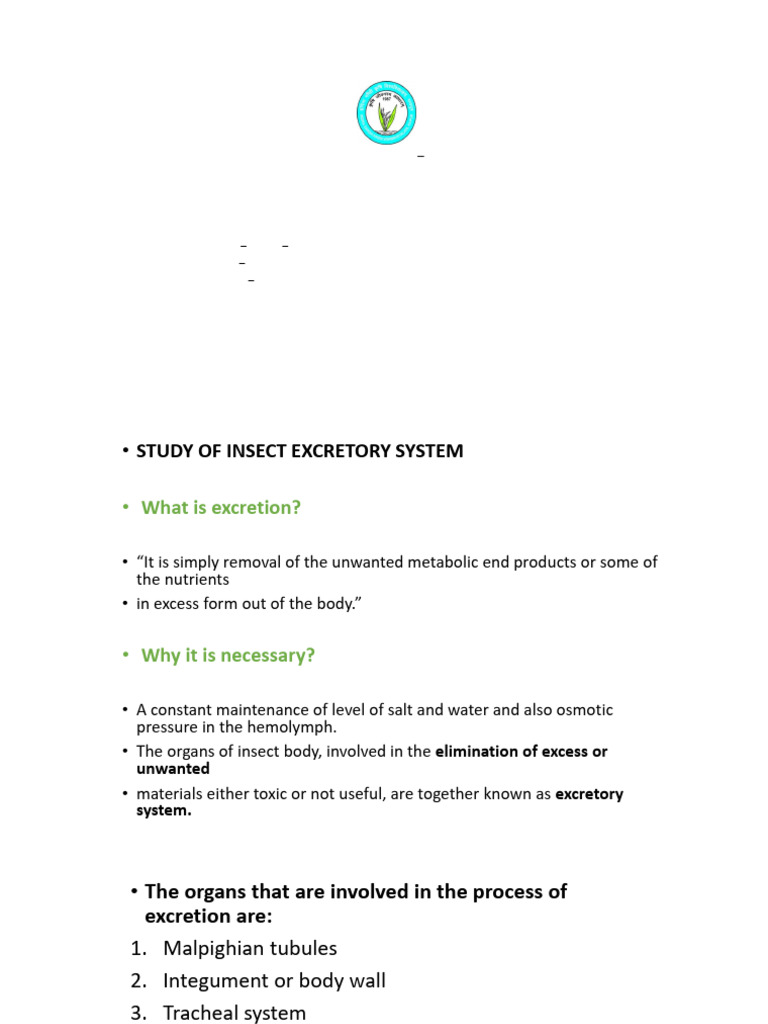 Insect Excretory System Overview | PDF | Urea