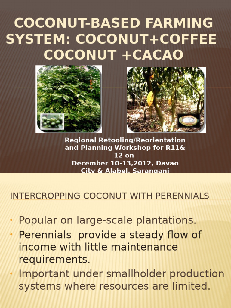 Cacao and Coconut Intercropping Guide | PDF | Coffee | Drink