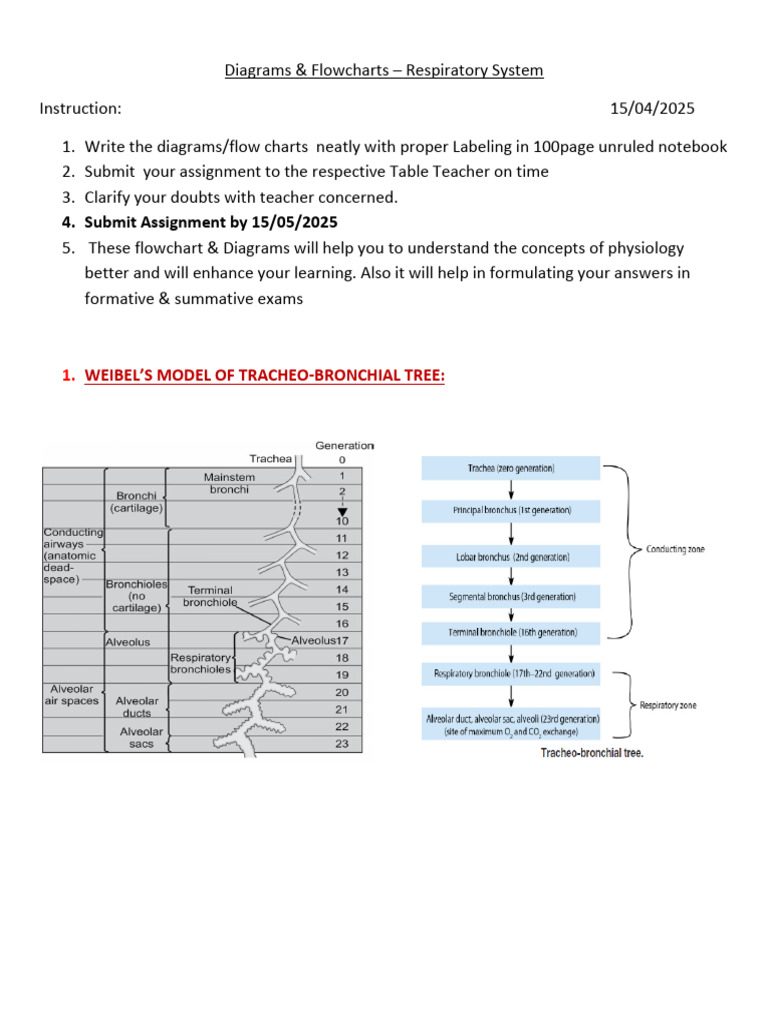 6 Respiratory System - Charts and Graphs 2025 | PDF | Breathing ...