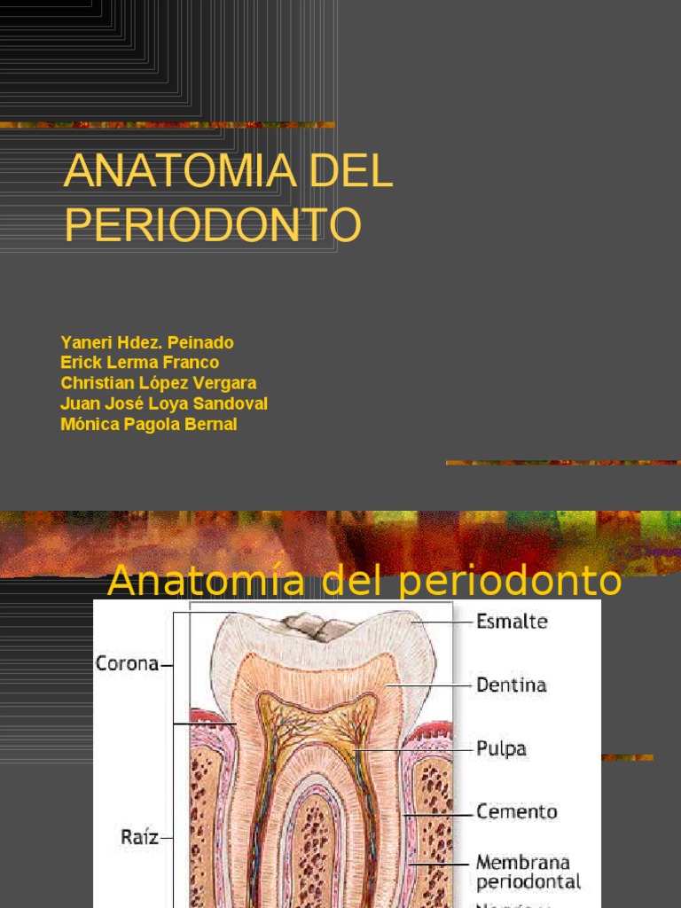 Anatomia Del Periodonto | PDF | Hueso | Diente humano