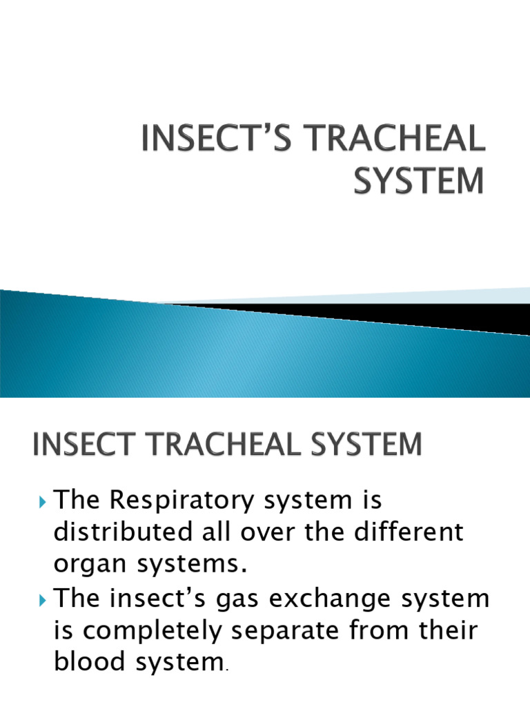 Insect Tracheal Respiratory System | PDF