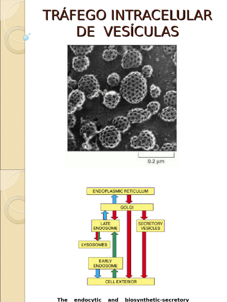 Tráfego Intracelular de Vesículas | PDF | Vesícula (Biologia e Química ...