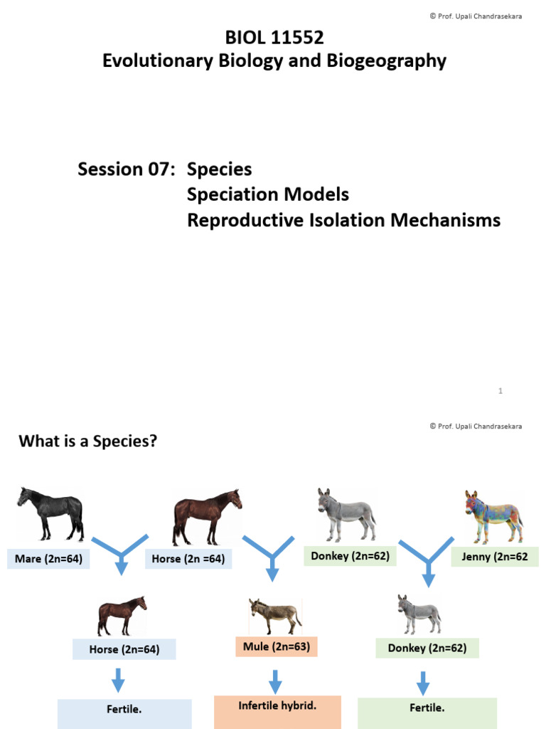 Session 07 Speciation Slide Show | PDF | Evolution | Biological Concepts