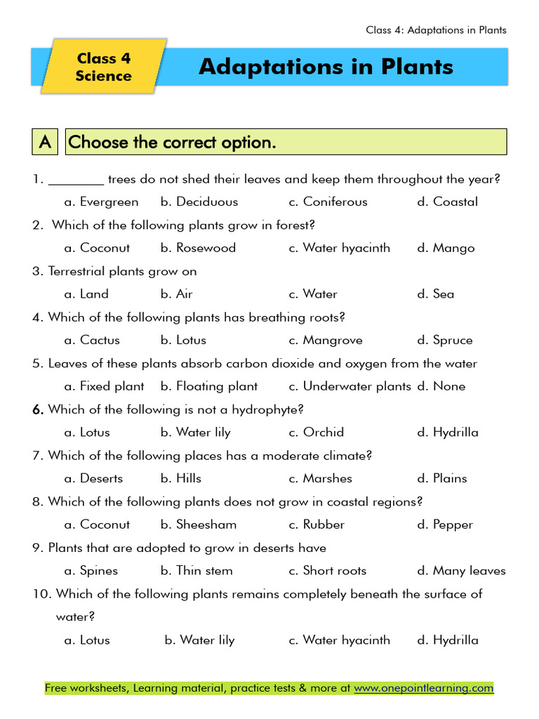 Class 4 Plant Adaptations Quiz | PDF | Plants | Trees