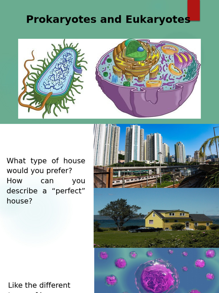 Prokaryotes And Eukaryotes Pdf Cell Biology Prokaryote