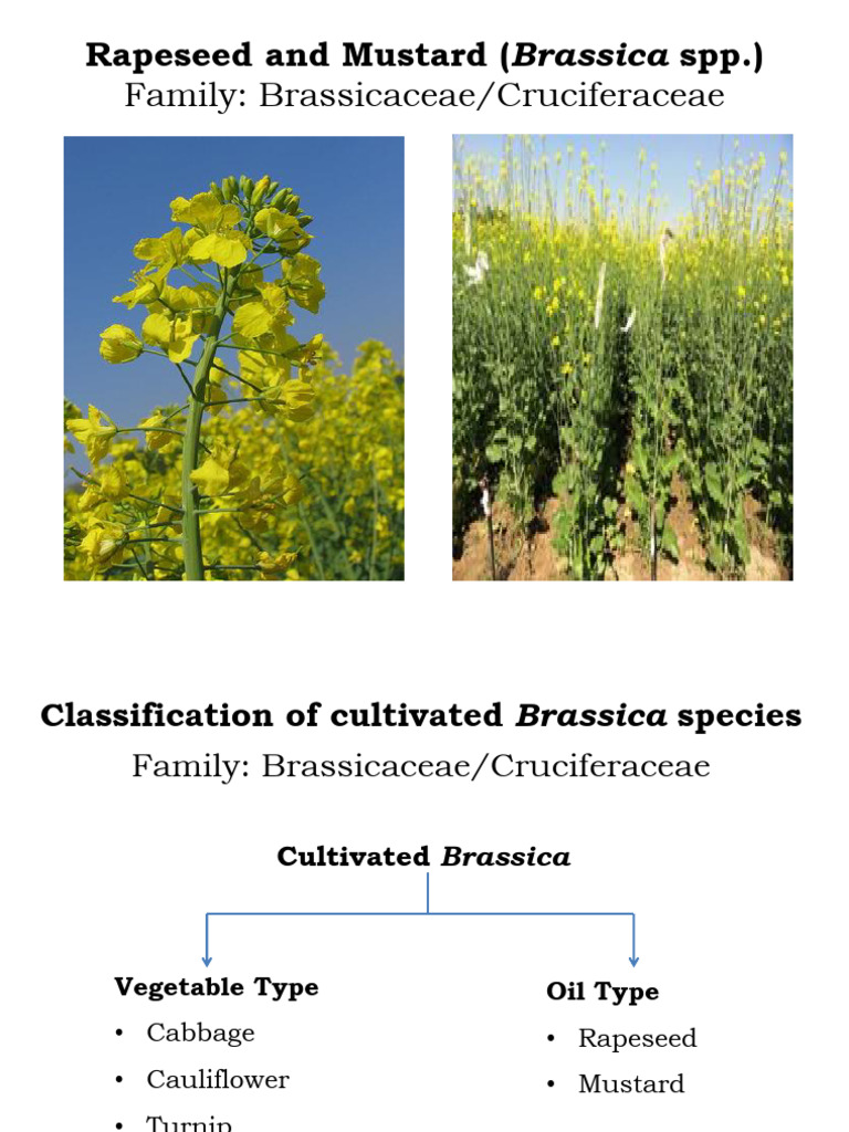 Classification and Importance of Brassica spp. | PDF | Rapeseed | Sowing