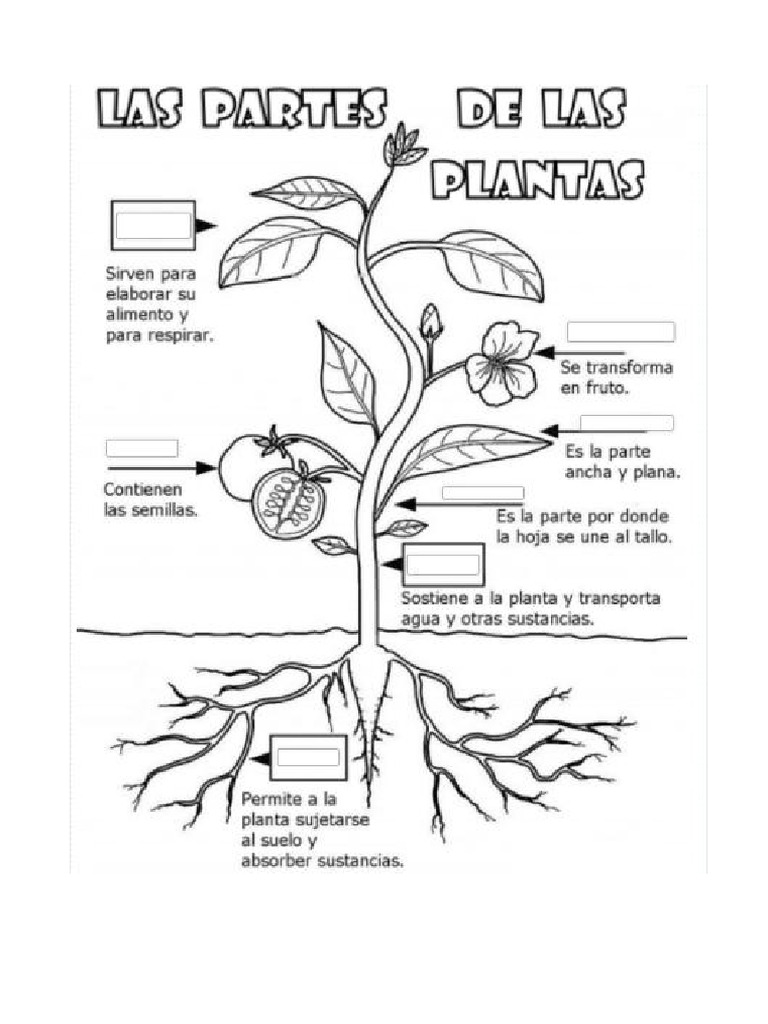 Ficha Partes de La Planta | PDF