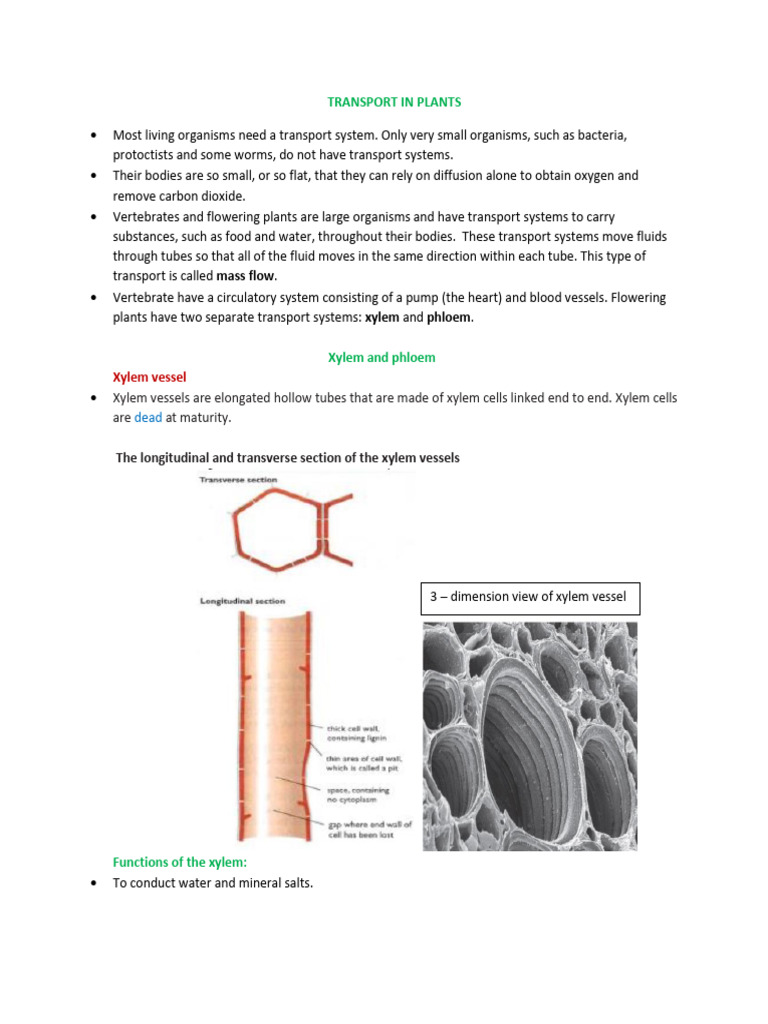 Plant Transport Systems Explained | PDF | Root | Plant Stem