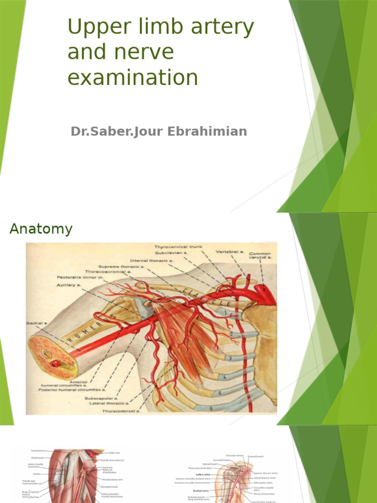 Upper Limb Artery and Nerve Exam Guide | PDF