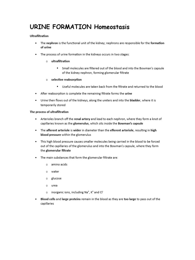 Homeostasis Urine Formation A Level | PDF | Kidney | Anatomy