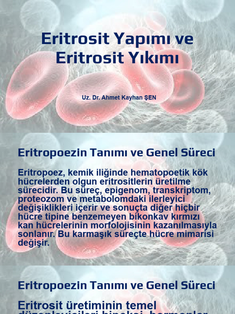 Eritrosit Yapımı Ve Yıkımı | PDF