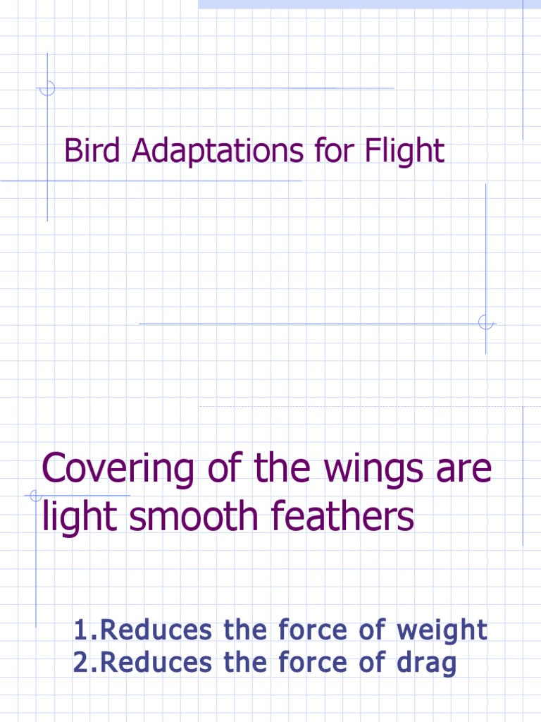 Bird Adaptations For Flight | PDF