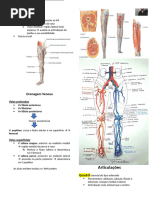 11 - Região Poplítea | PDF | Joelho | Anatomia humana
