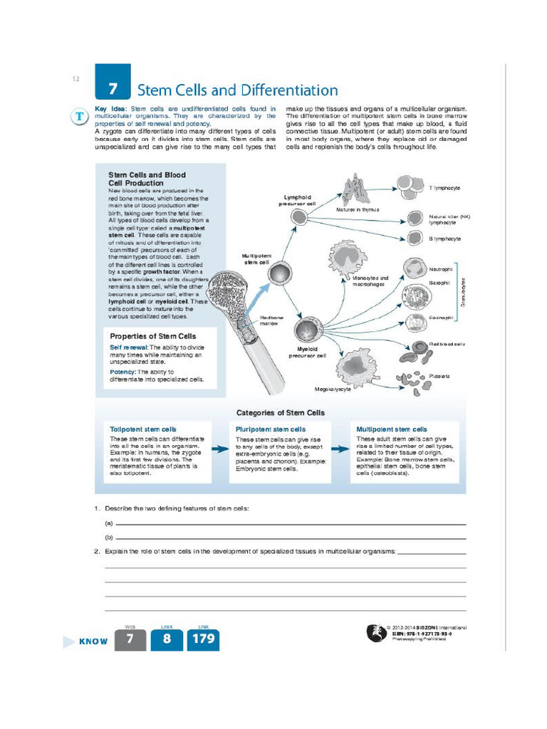 Stem Cells Pdf