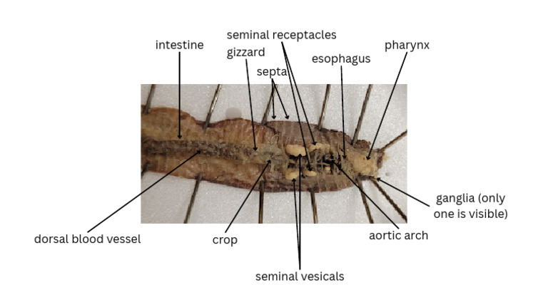 Worm Dissection Photo | PDF