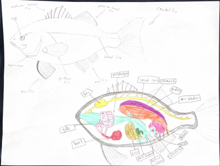 Lab 15.1 Fish Sketch | PDF
