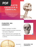 Osso Frontal | PDF | Anatomia humana | Sistema Esquelético