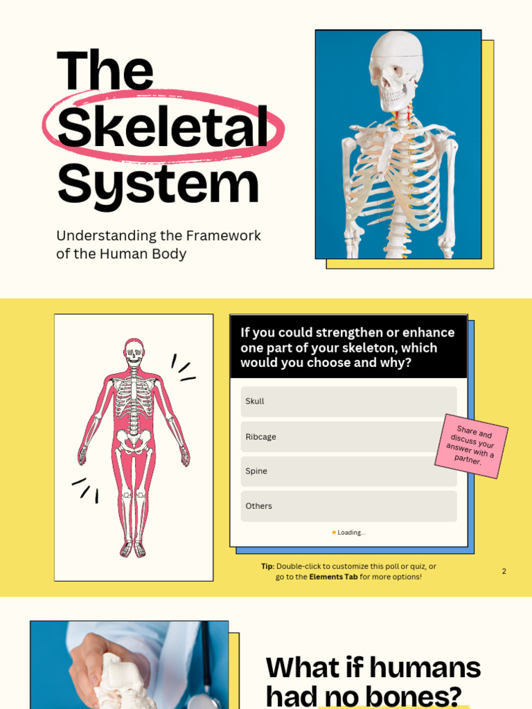 Human Skeletal System Overview | PDF | Skeleton | Bone