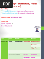 Trematode Flukes: Types and Characteristics | PDF | Zoology | Parasitology