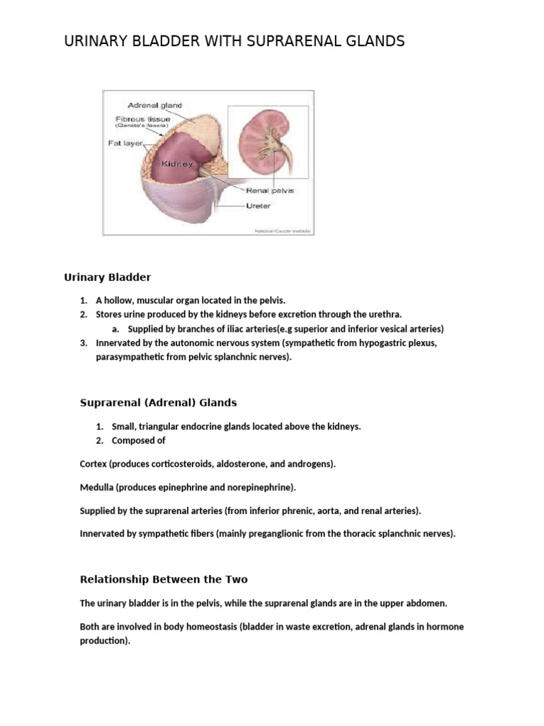 Urinary Bladder and Adrenal Glands Overview | PDF