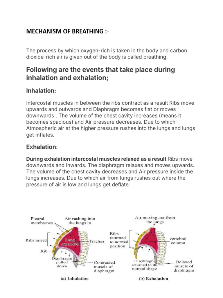 Breathing Mechanism: Inhalation & Exhalation | PDF