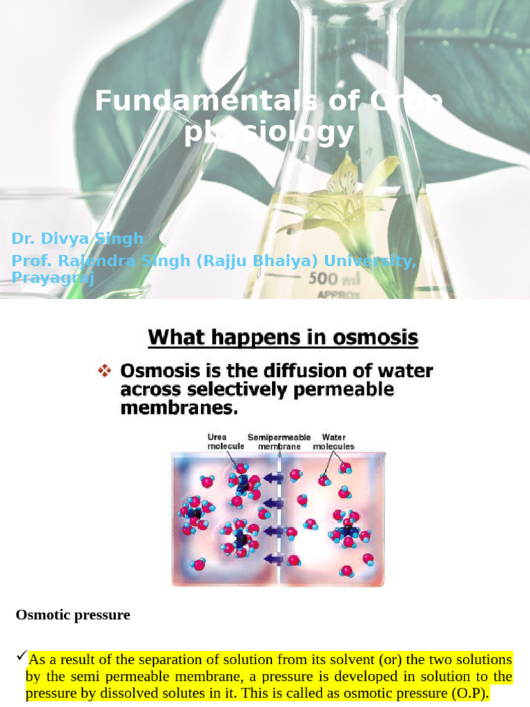 Crop Physiology: Osmosis and Water Absorption | PDF | Osmosis | Root
