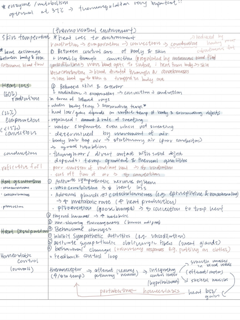 Thermoregulation Notes | PDF