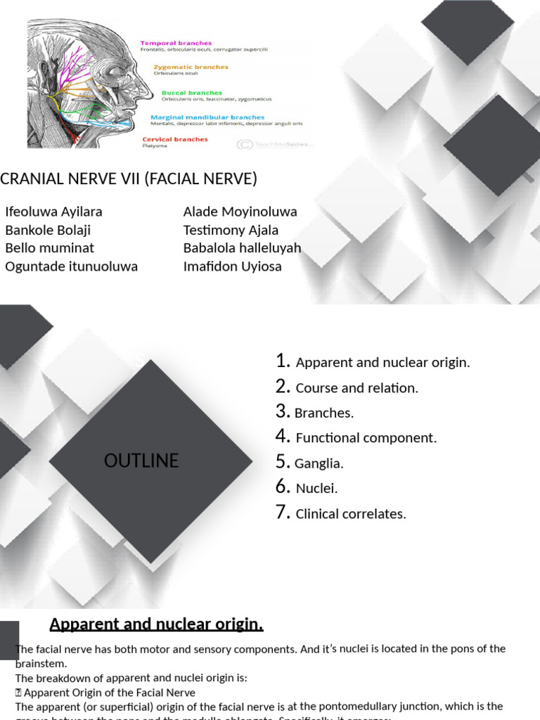 Cranial Nerve Vii | PDF | Neuroanatomy | Human Head And Neck