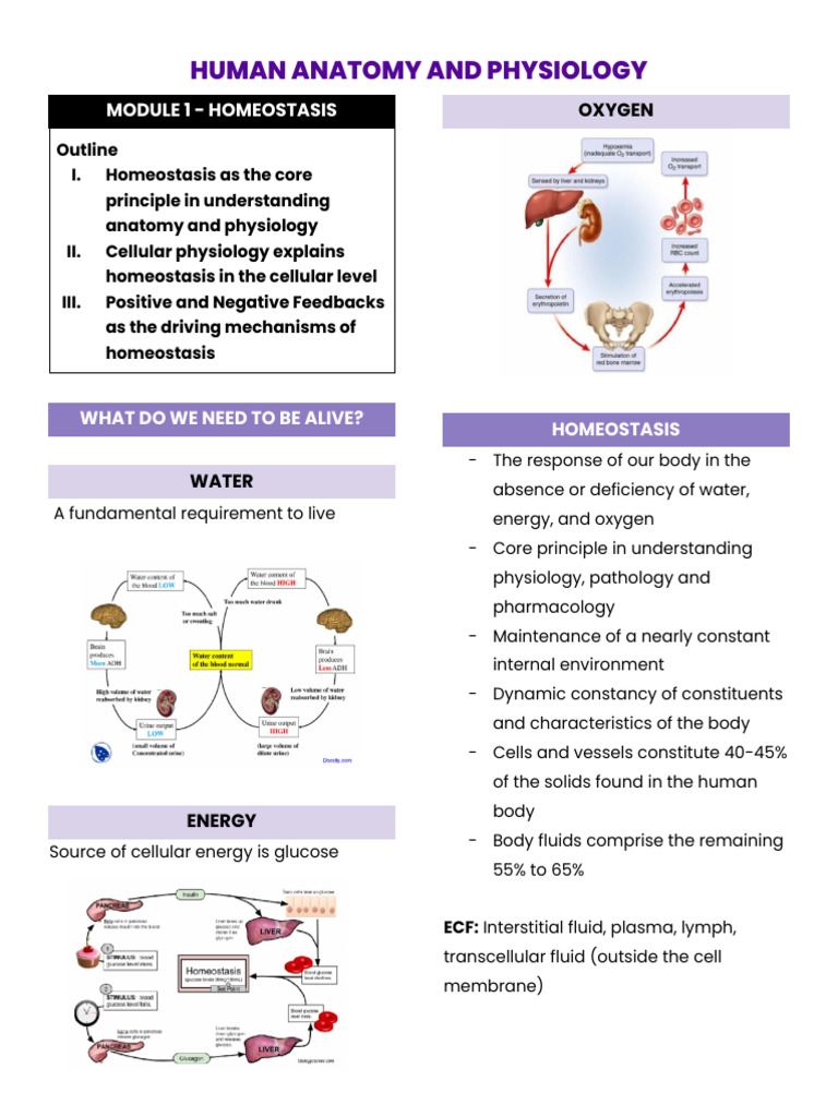 Homeostasis in Human Anatomy & Physiology | PDF | Homeostasis | Biology