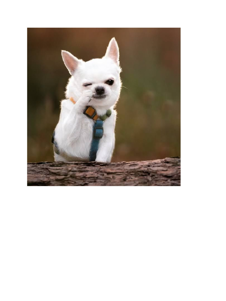 Dog | PDF