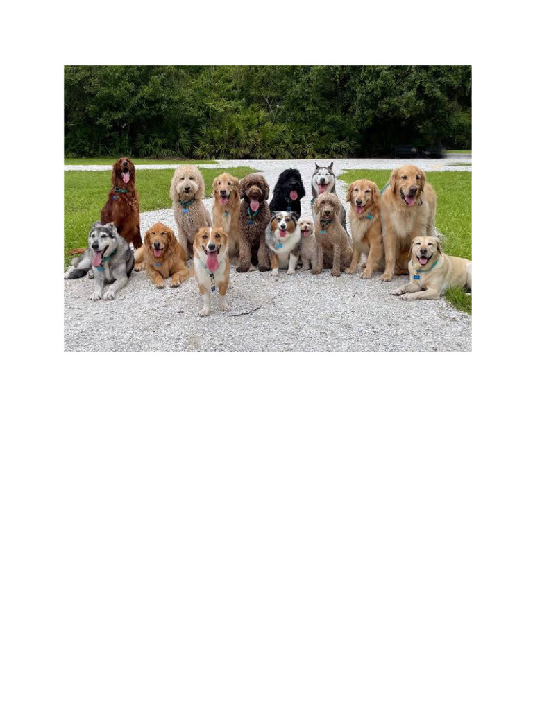 Dog | PDF