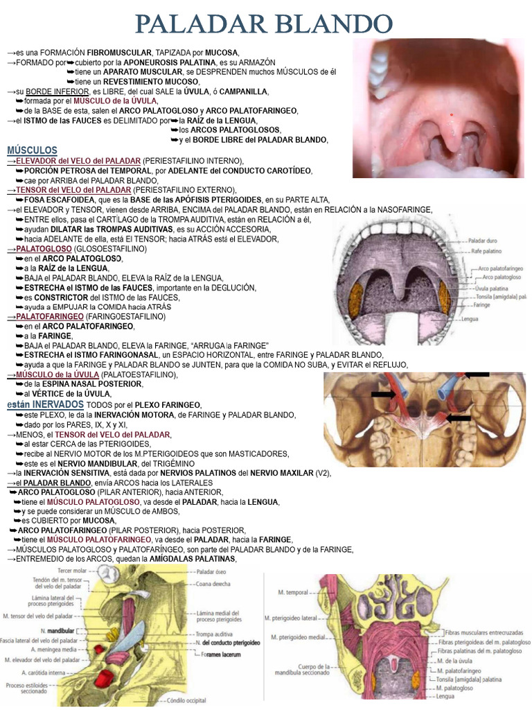 Anatomía y Función del Paladar Blando | PDF