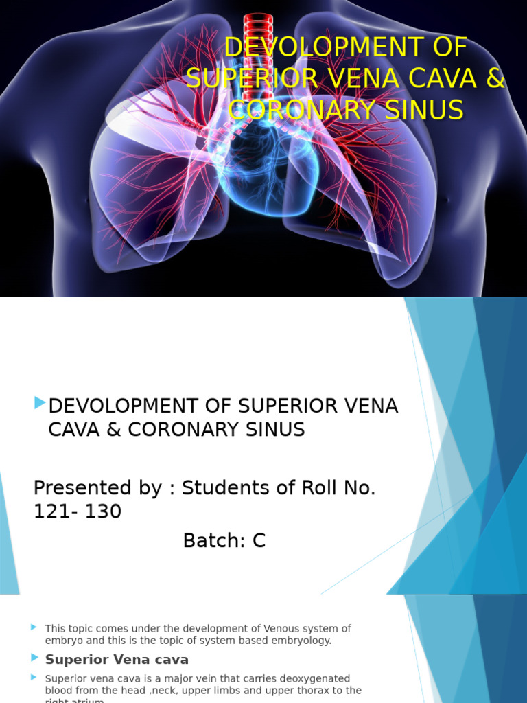 Devolopment of Superior Vena Cava & Coronary Sinus-1 | PDF | Vein ...