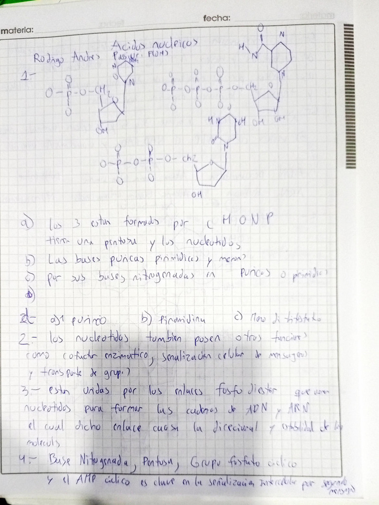 Estrutura e Função do ARN | PDF