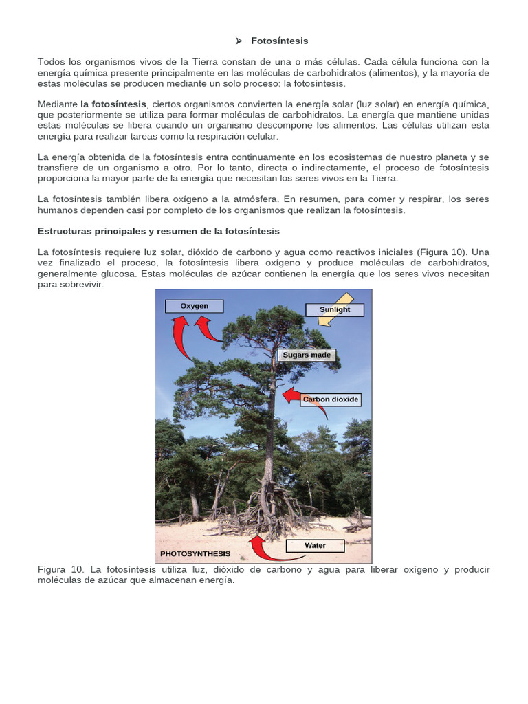 Proceso de Fotosíntesis y Respiración Celular | PDF | Fotosíntesis ...