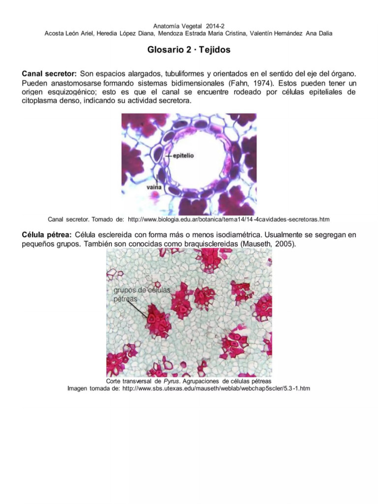Anatomia Vegetal | PDF