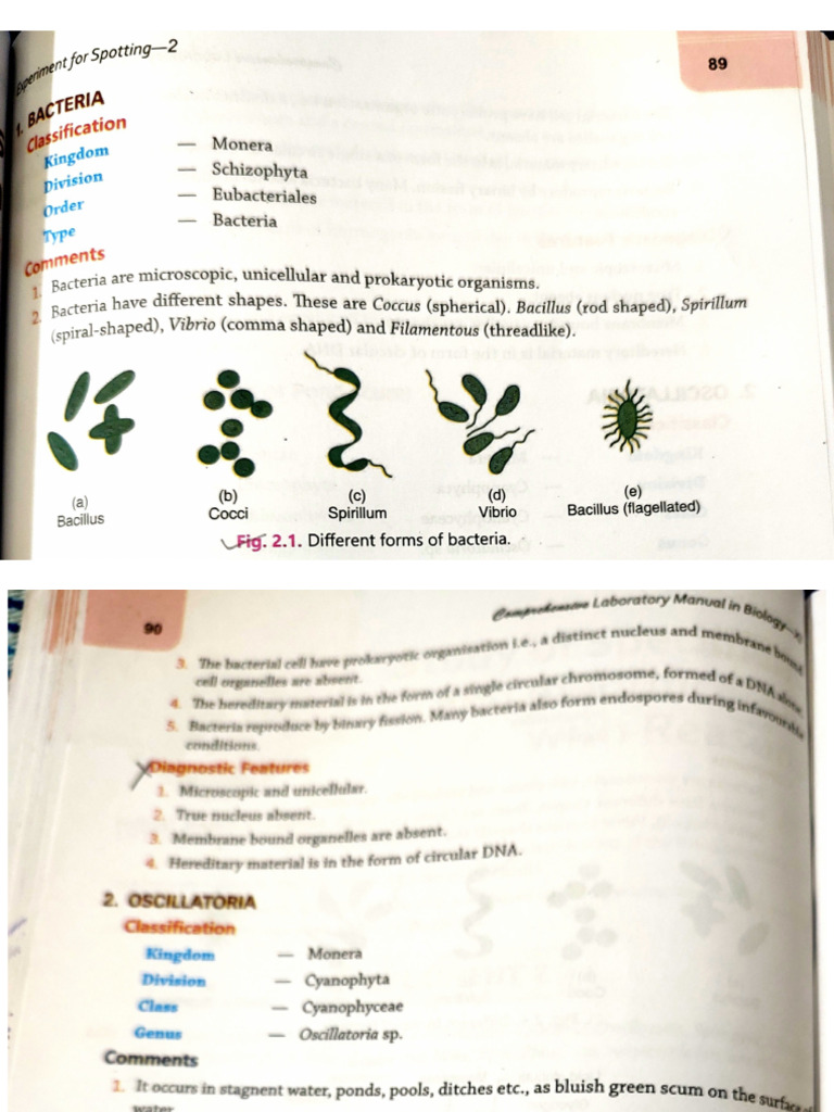 A - Spotting (Specimens and Slides of Kingdom Monera and Plantae | PDF