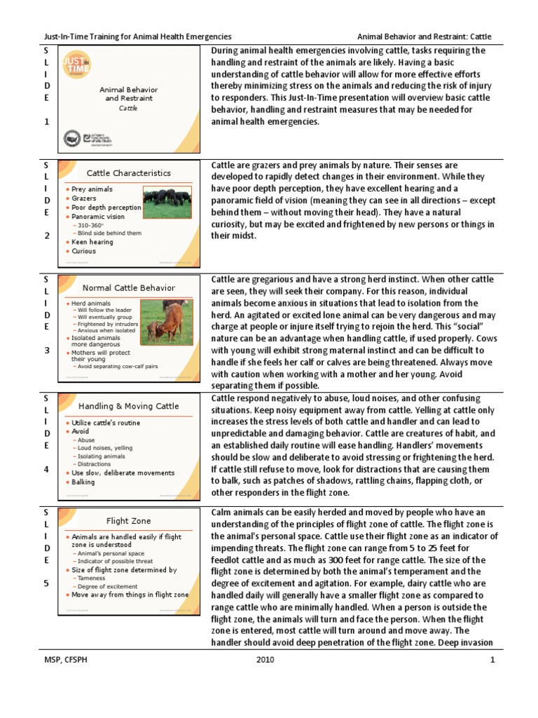 08 Animal Behavior Restraint Cattle JIT PPT FINAL SPN | PDF | Cattle ...