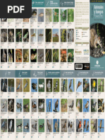 Fauna Diversa de Michoacán | PDF | Mamíferos | Zoología