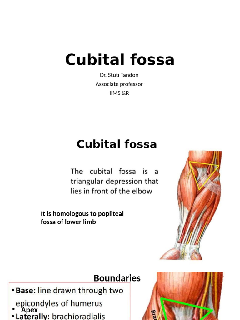 Anatomy and Boundaries of Cubital Fossa | PDF